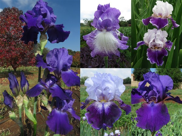 Iris Combo: Four Seasons Collection – ‘Shades of Winter’ | Mooiplaas ...